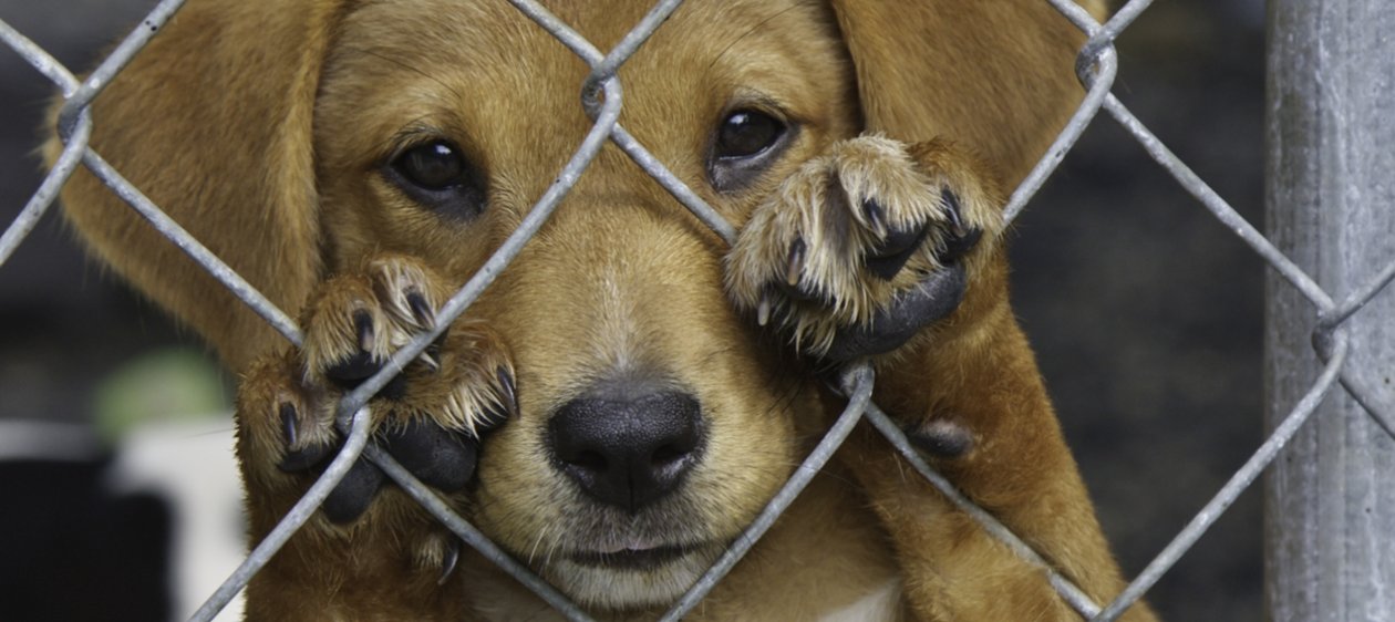 ¡Basta de maltrato animal! Con esta info puedes ayudar a erradicar el ... ¡Basta de maltrato animal! Con esta info puedes ayudar a erradicar el ...