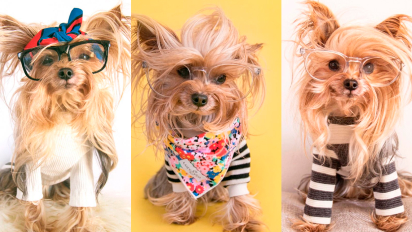 Este es el perro Yorkie que es sensación en Instagram ¡Te contamos por ...