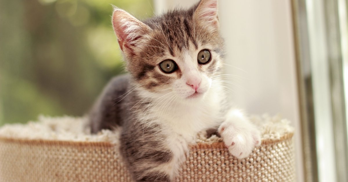 Cinco curiosidades del cuidado de los gatos - m360.cl