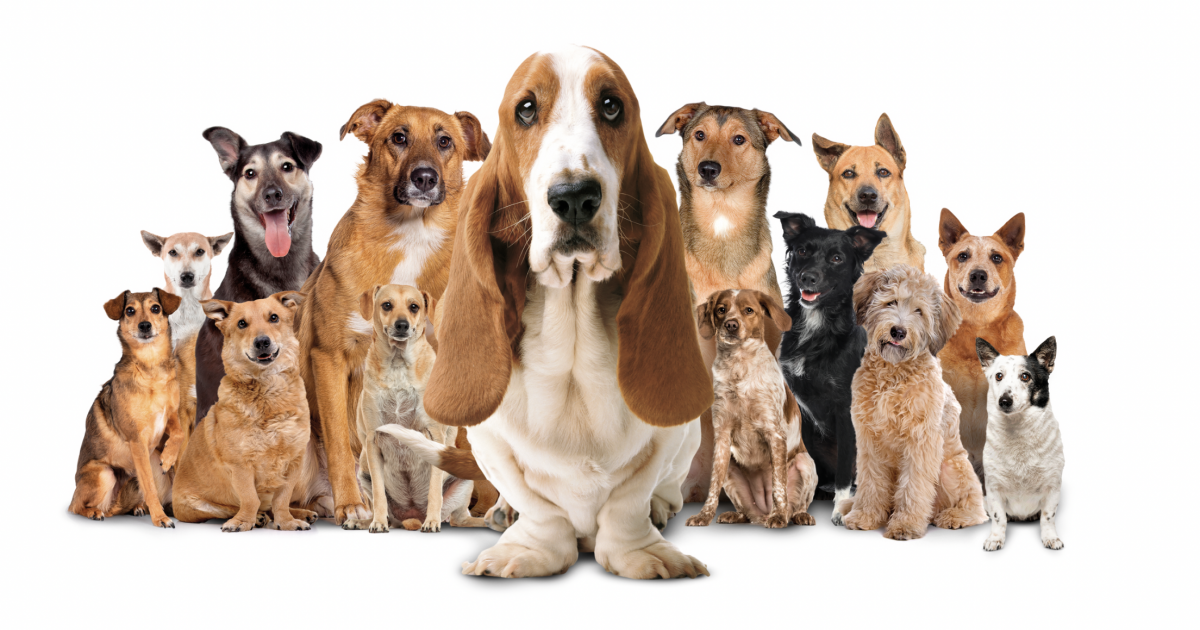 Icónico perrito de reconocida marca de zapatos posa junto a decenas de ...